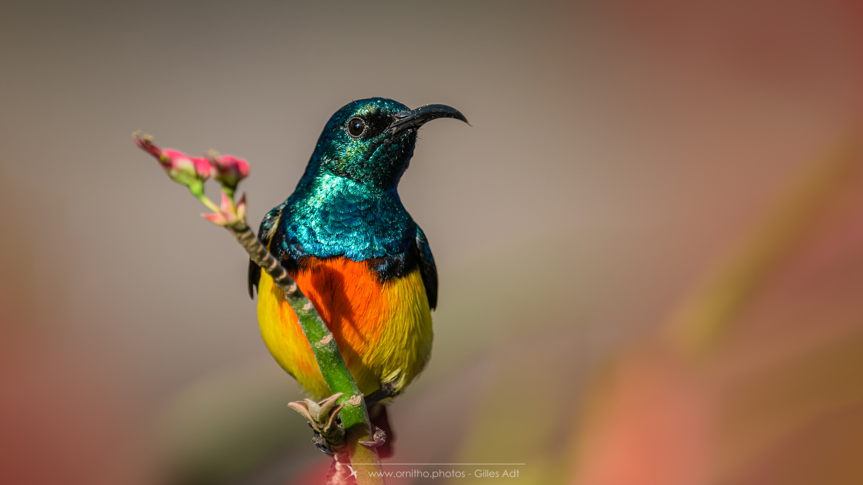 le SOUIMANGA de MAYOTTE