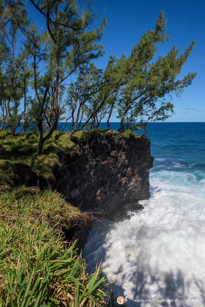le noddi brun et l’île de la Réunion