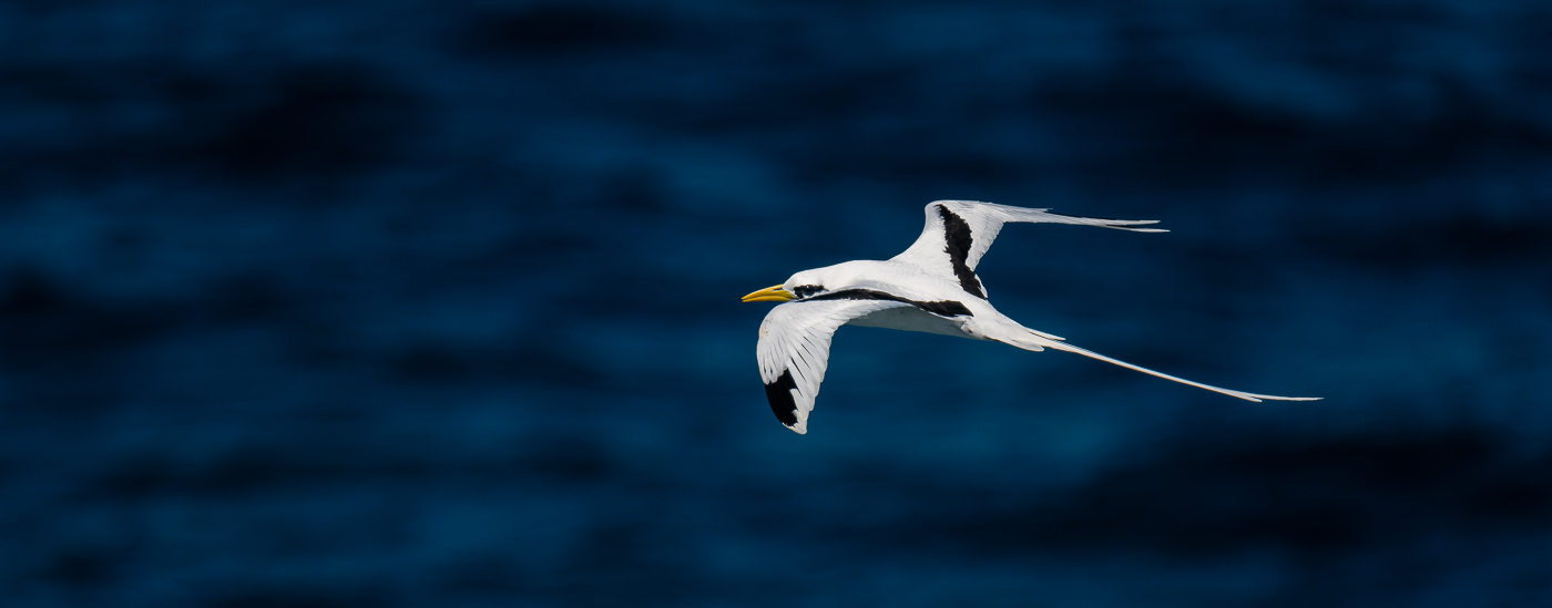 le Payanké pour fêter la fin d'année