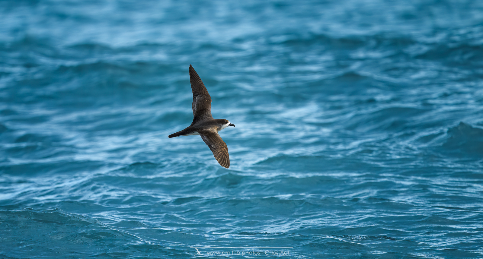 début de la saison des Pétrels de Barau 2023